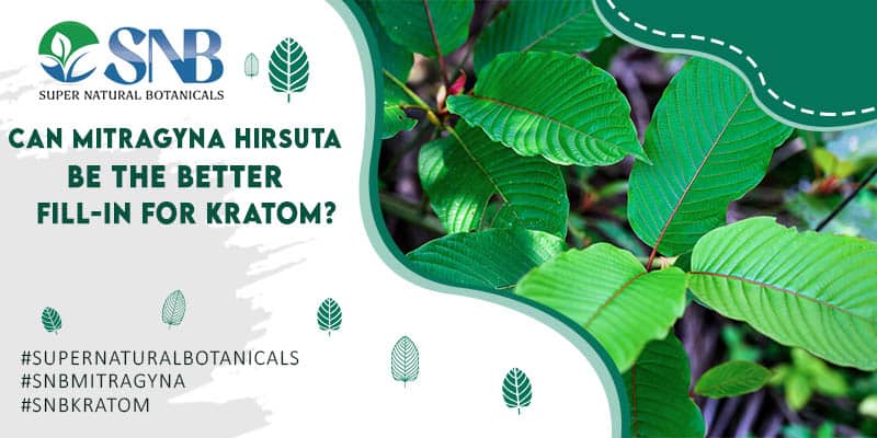 Can Mitragyna Hirsuta Be The Better Fill-in For Kratom?