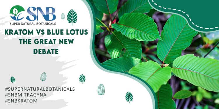 Kratom Vs Blue Lotus: The Great New Debate | Supernatural Botanicals