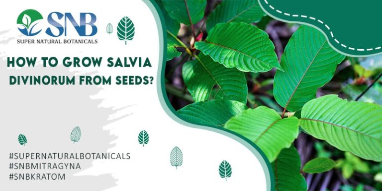 Salvia Divinorum: How to Grow from Seeds?