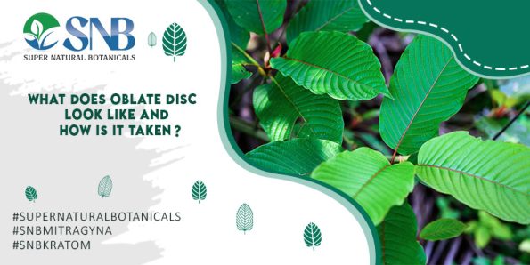 What Does Oblate Disc Kratom Look Like and How Is It Taken?
