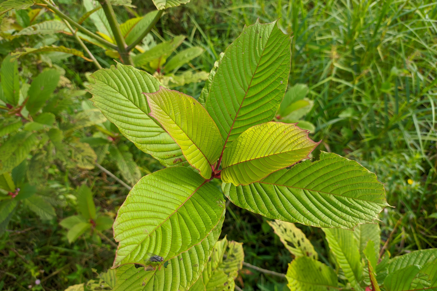How to Grow Kratom Trees at Your Home?